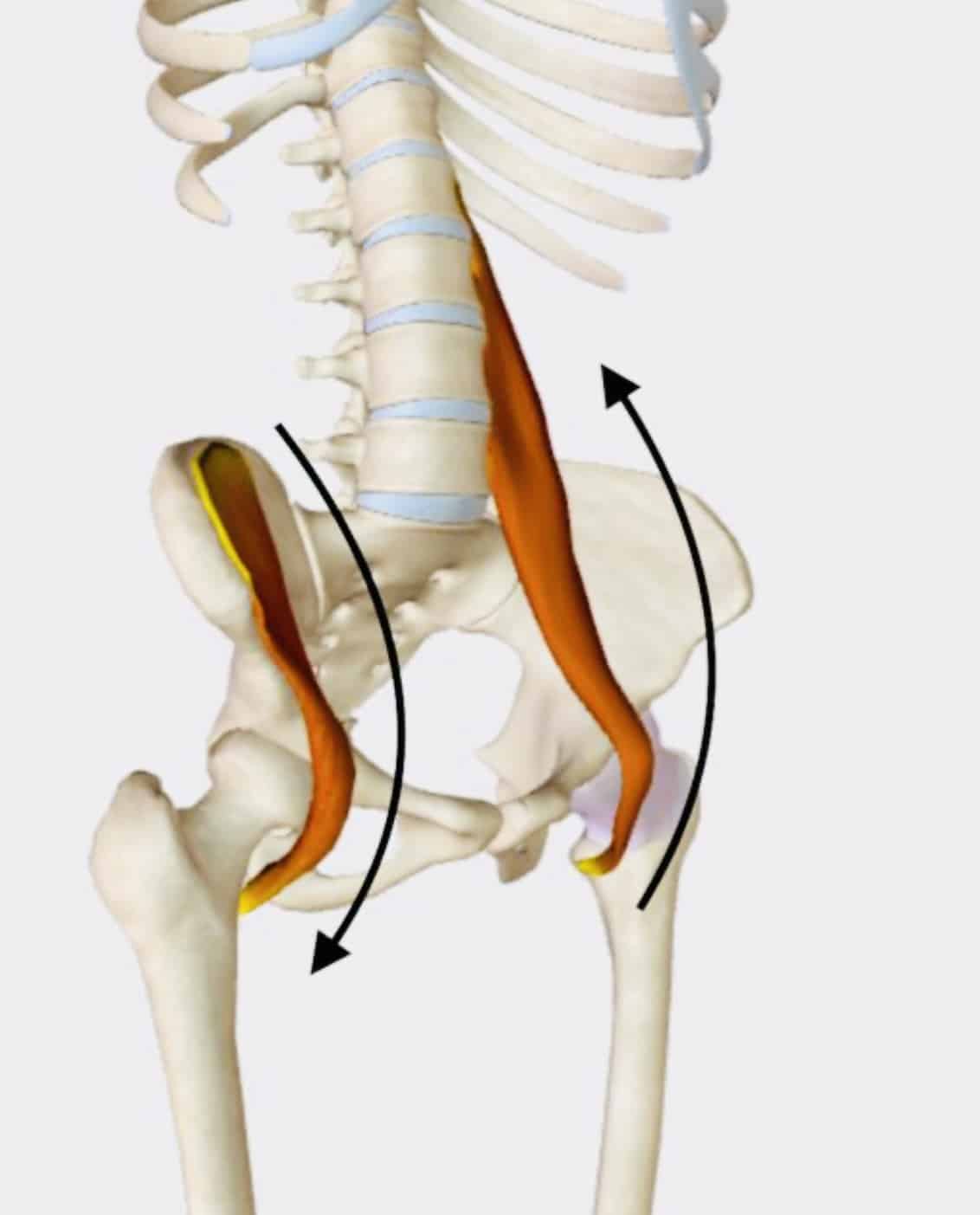 The Simple Life Of A Twisted Pelvis